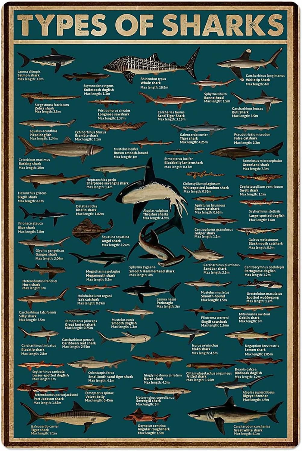 Shark Breed Retro Metal Tin Signs Types Of Sharks Posters Shark ...