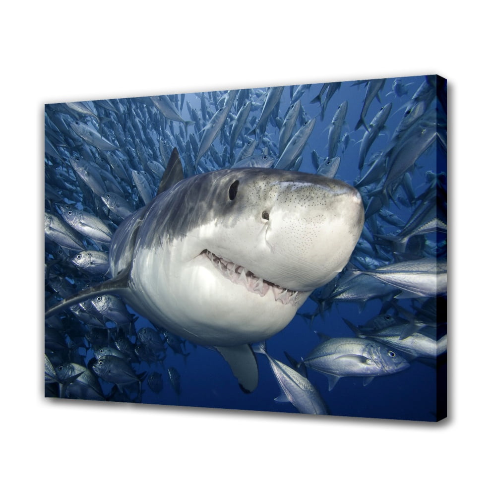 Shark Catching Fish Canvas Poster Bedroom Decor Sports Landscape Office ...