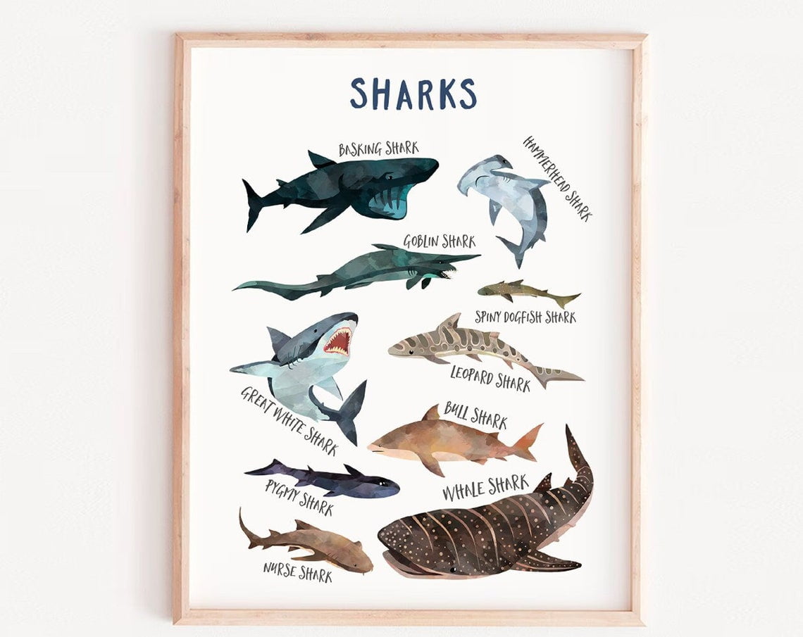 Shark Chart Art Print, Shark Chart Poster, Kids Scientific Print, Shark ...