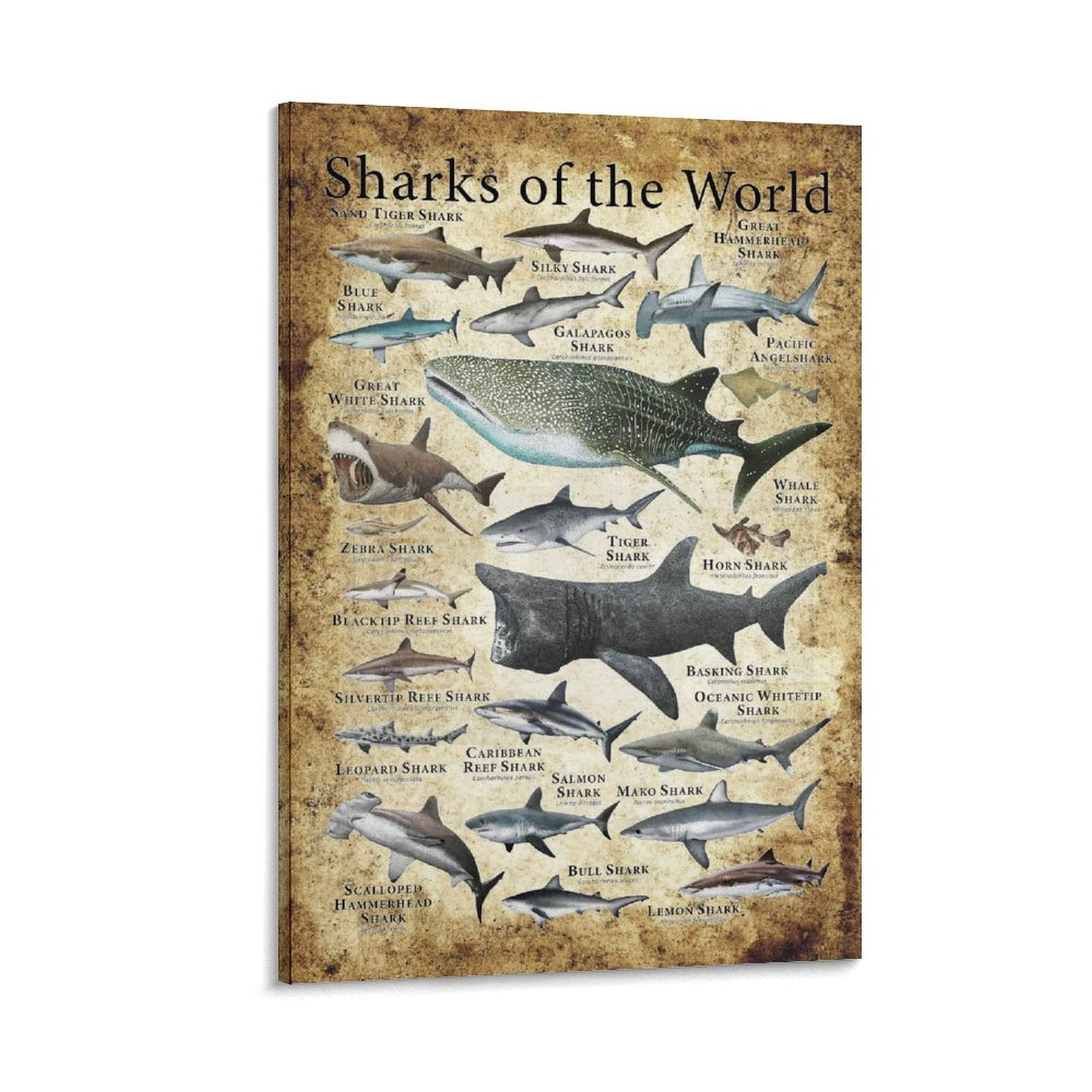 Shark Knowledge Animal Sharks Types of The World Chart Room Aesthetic ...