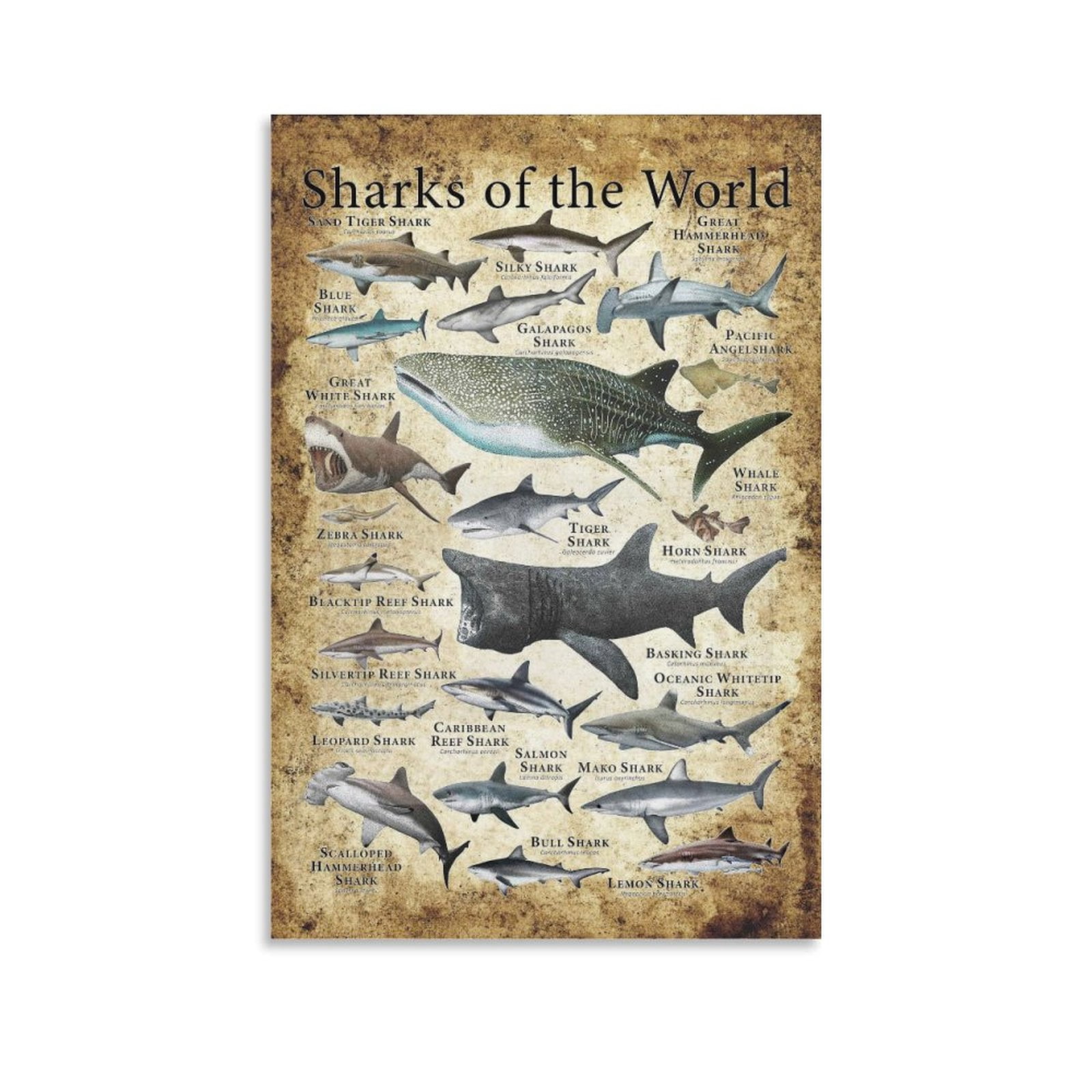 Shark Knowledge Animal Sharks Types of The World Chart Wall Art Poster ...
