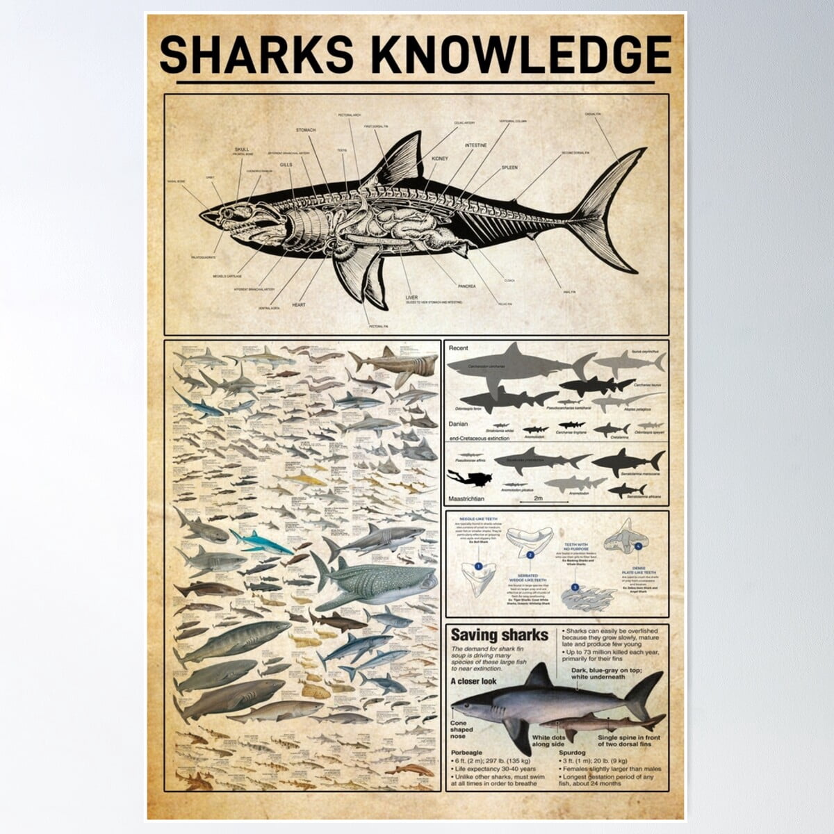 Shark Knowledge Infographic For Marine Lovers Poster Wall Art, Modern ...
