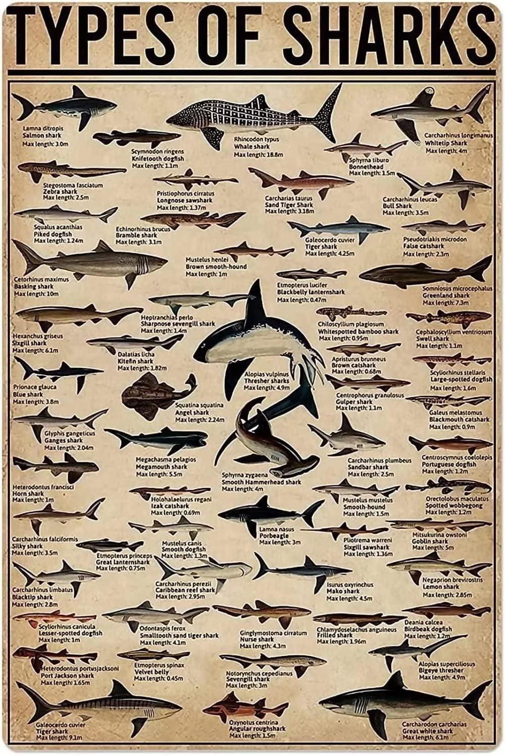 Shark Knowledge Metal Signs Types Of Sharks Vintage Tin Posters School ...