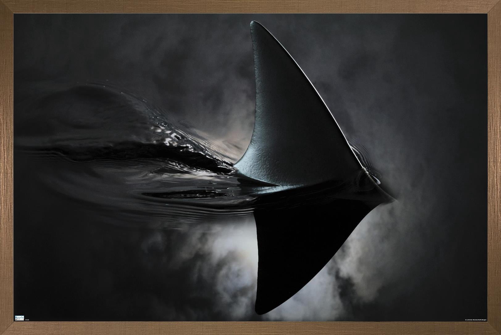 Shark - Night Fin Wall Poster, 14.725" x 22.375" Framed - Walmart.com
