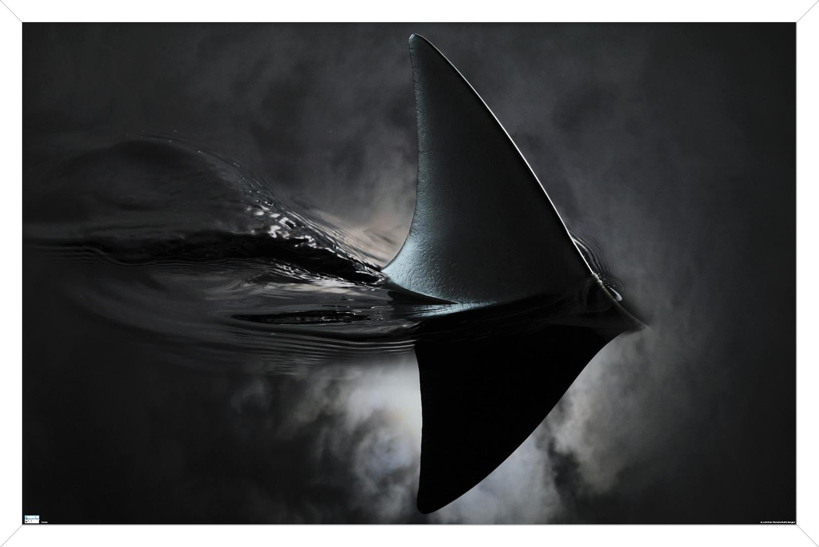 Shark - Night Fin Wall Poster, 22.375" x 34" Framed - Walmart.com