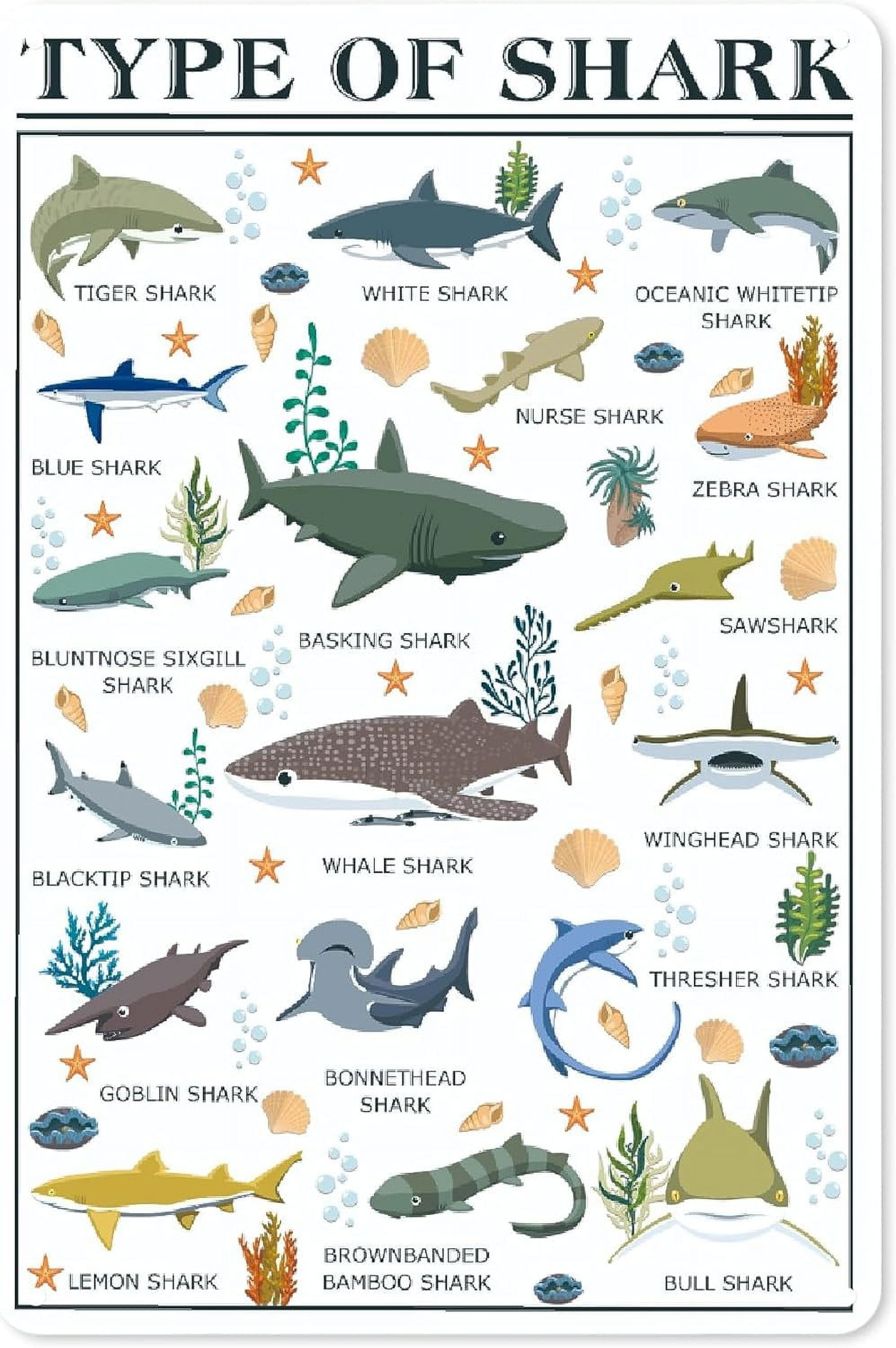Shark Poster - Shark Knowledge Wall Art - Types of Shark Aluminum Metal ...
