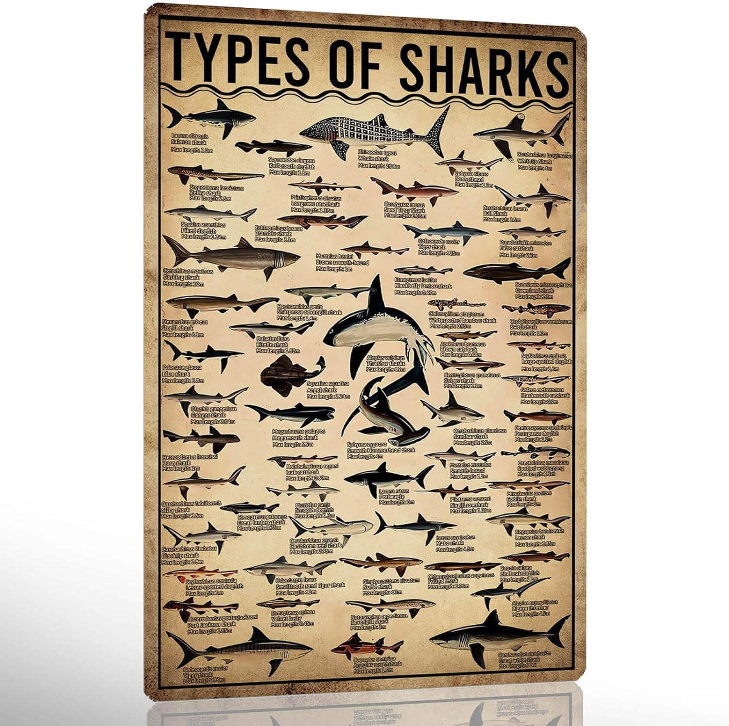 Shark Room Decor Types Of Shark Poster Shark Knowledge Tin Sign Ocean ...