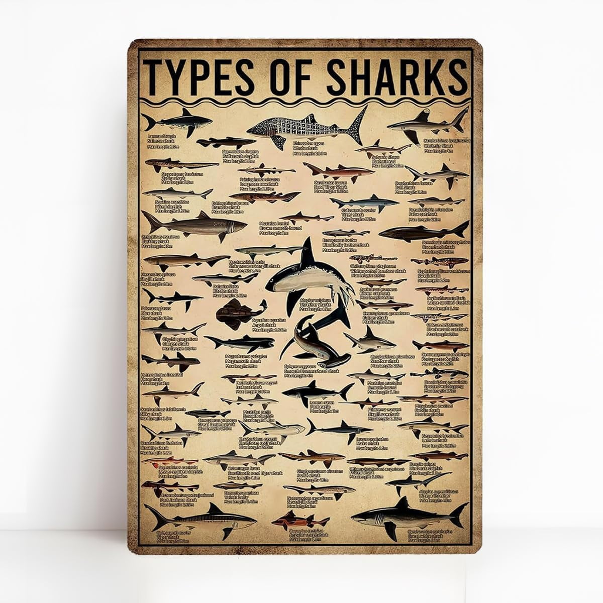 Shark Room Decor Types Of Shark Poster Shark Knowledge Tin Sign Ocean ...