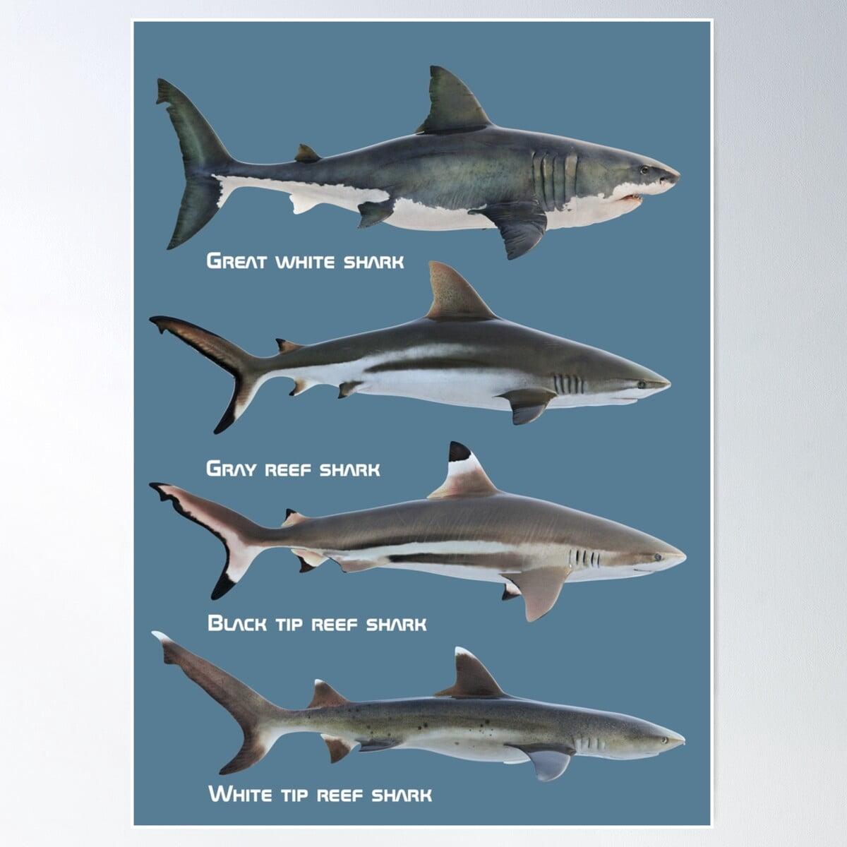 Shark Species Poster Wall Art Modern Wall Decor For Living Room Bedroom ...