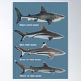 Shark Species Poster Wall Art Modern Wall Decor For Living Room Bedroom ...