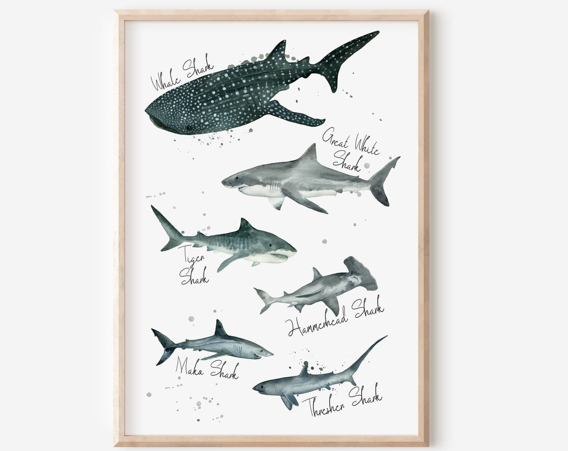 Shark Species Print - Labelled Shark Poster, Whale Species, Great White ...
