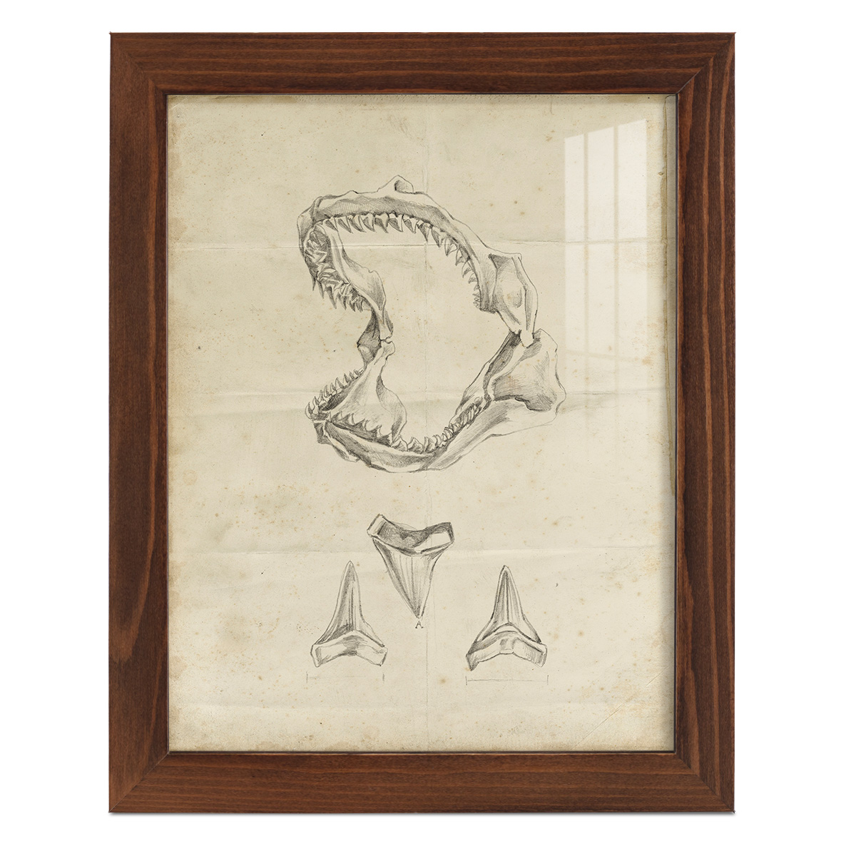 Shark Study II - Framed Print w/glass - Chestnut - Walmart.com