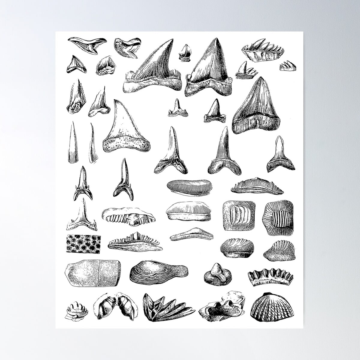 Shark Teeth And Shells Fossils Archeology & Natural History Poster Wall ...