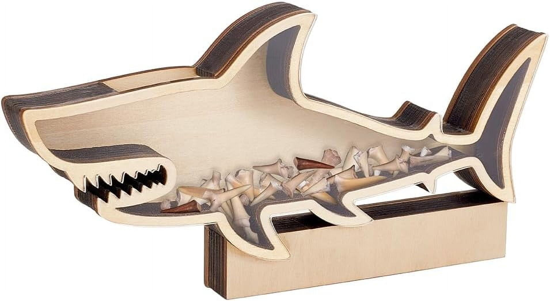 Shark Teeth Display Box Shark Teeth Holder Presentation Box for Home ...