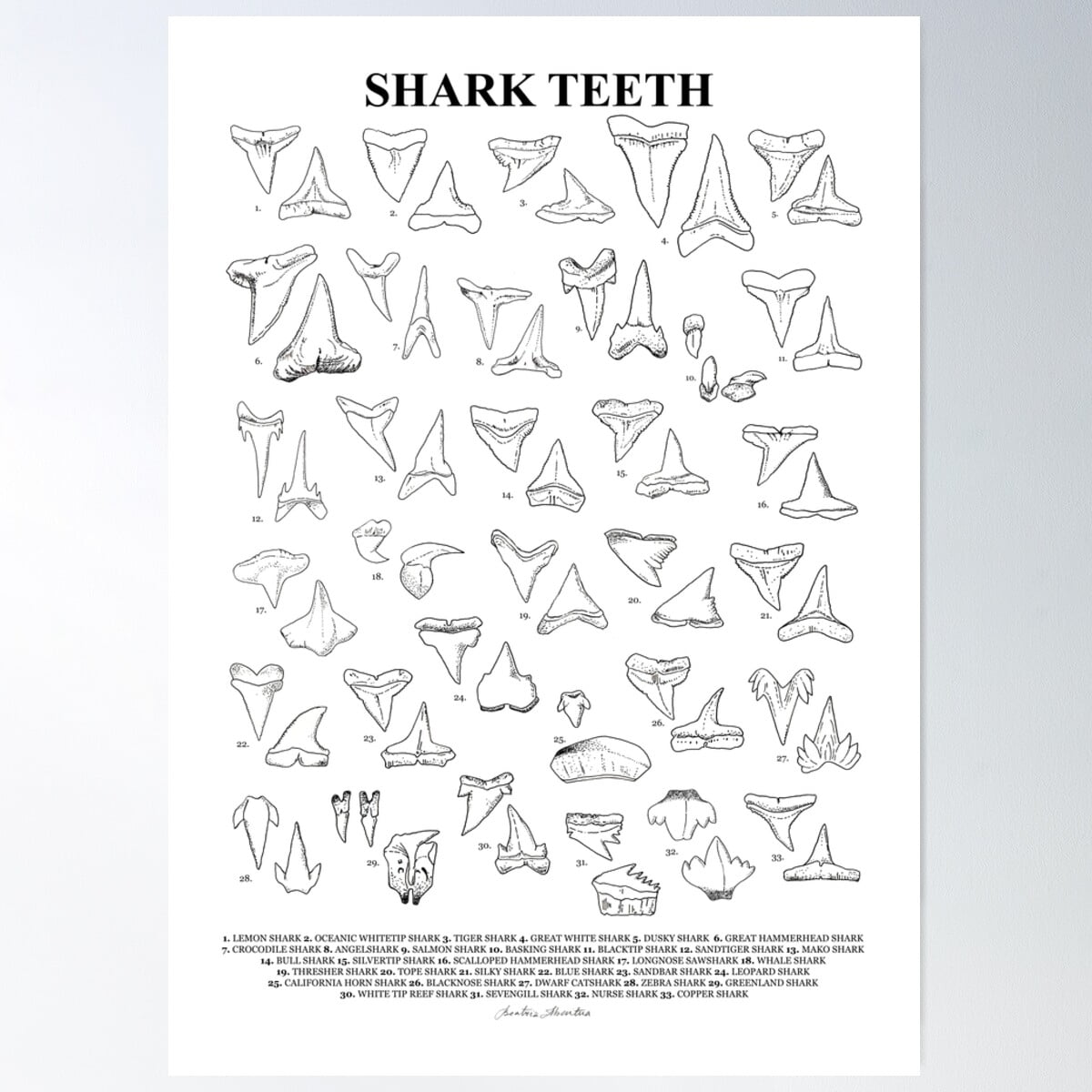 Shark Teeth Poster With Names X33 Poster Wall Art, Modern Wall Decor ...