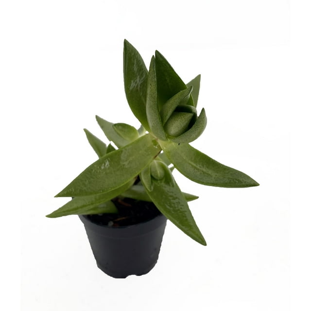 Shark Tooth Orchid Cactus - Epiphyllum chrysocardium - 4" Pot - Walmart.com