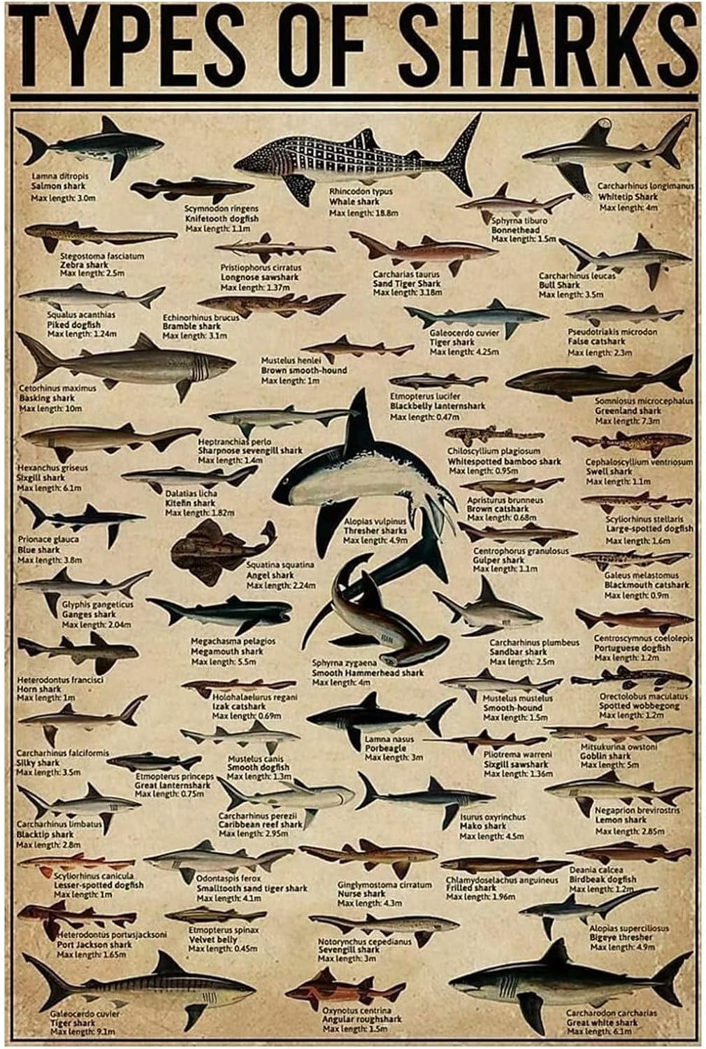 Shark Type Metal Tin Sign Knowledge Chart Fun Educational Poster ...
