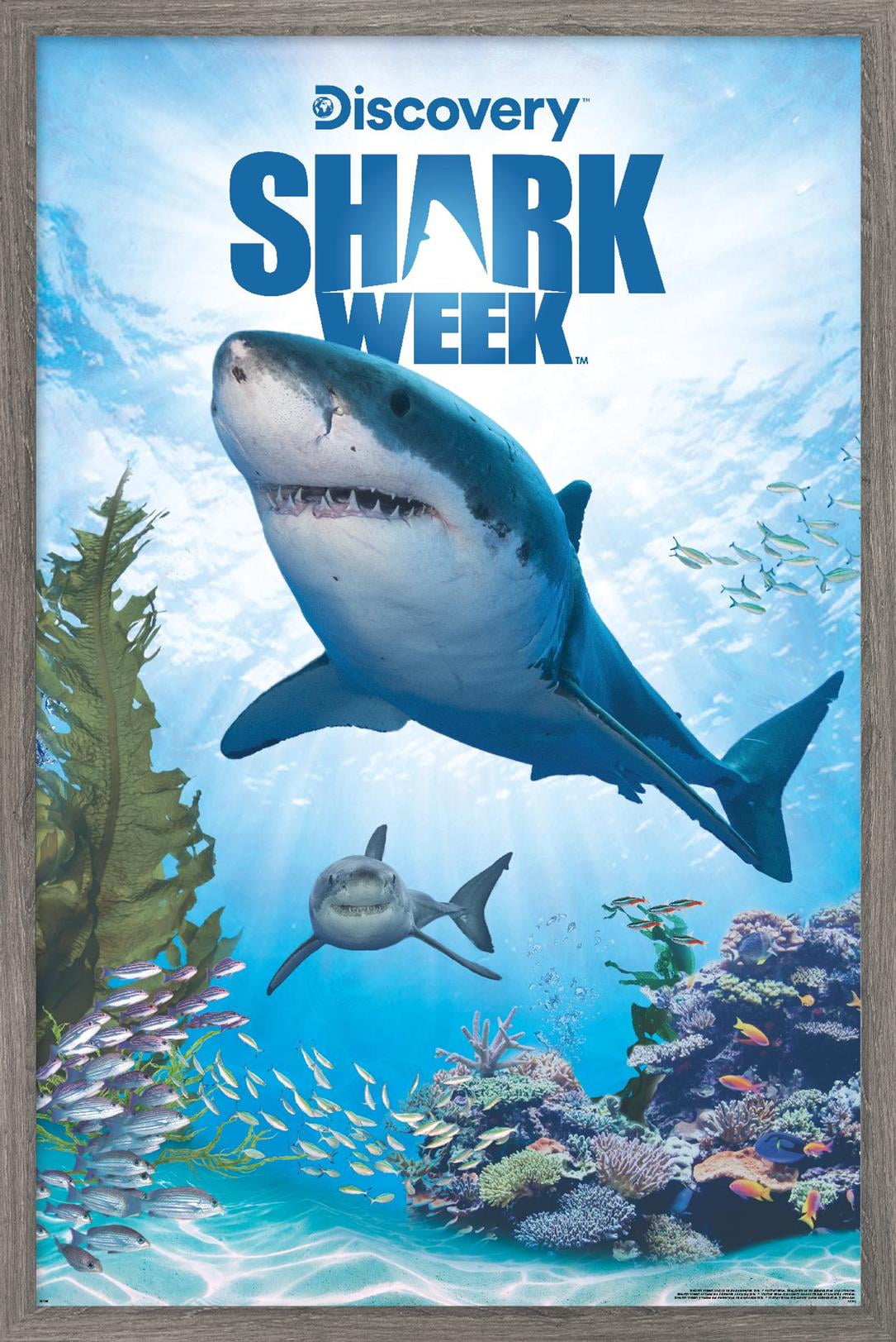 Shark Week - Shark Adventure Wall Poster, 14.725" x 22.375" Framed ...