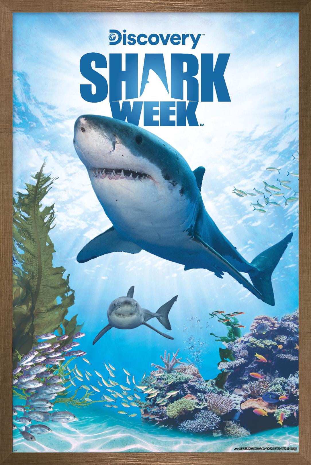 Shark Week - Shark Adventure Wall Poster, 22.375" x 34" Framed - Walmart.com