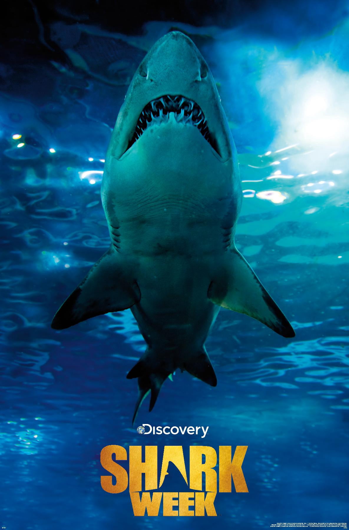 Shark Week - Smile Wall Poster, 14.725" x 22.375" - Walmart.com