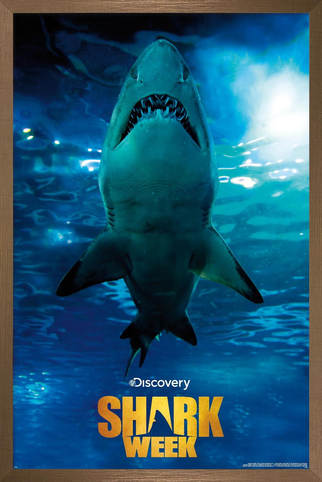 Shark Week - Smile Wall Poster, 22.375" x 34" Framed - Walmart.com