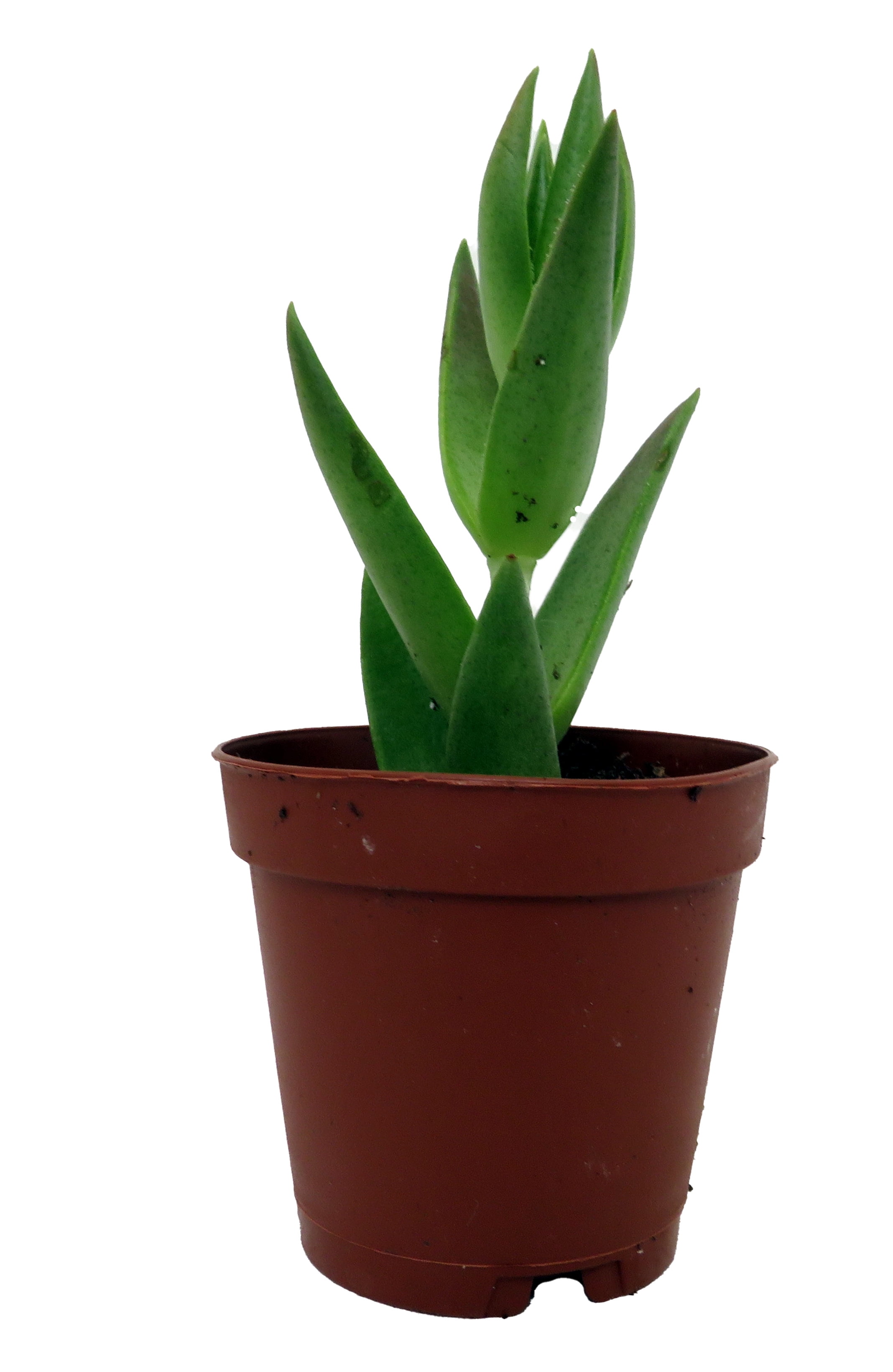 Shark's Tooth Plant - Red Pagoda - Crassula corymbulosa - 2" Pot ...