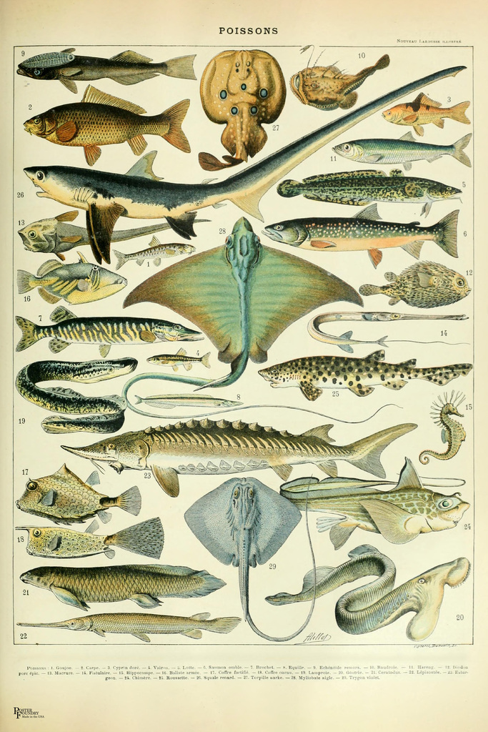 Sharks Fish Poissons Cottagecore Room Decor Sea Creatures Freshwater ...