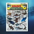 Sharks Identification Chart #1 Atlantic, Pacific, and Caribbean Oceans ...