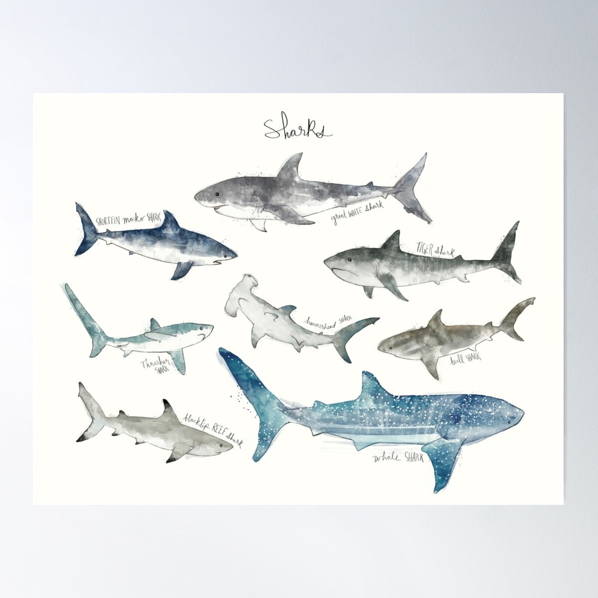 Sharks - Landscape Format Poster Wall Art, Modern Wall Decor For Living ...