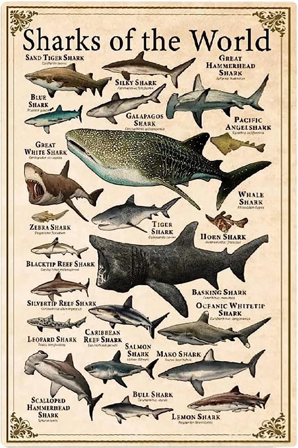 Sharks Of The World Metal Tin Signs Shark Types Knowledge Posters Shark ...