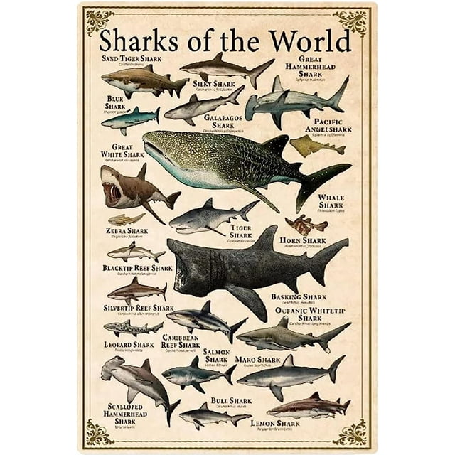 Sharks Of The World Metal Tin Signs Shark Types Knowledge Posters Shark ...