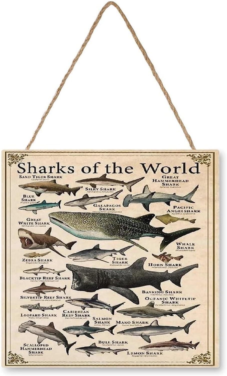 Sharks Of The World Wood Signs Shark Types Knowledge Posters Shark ...