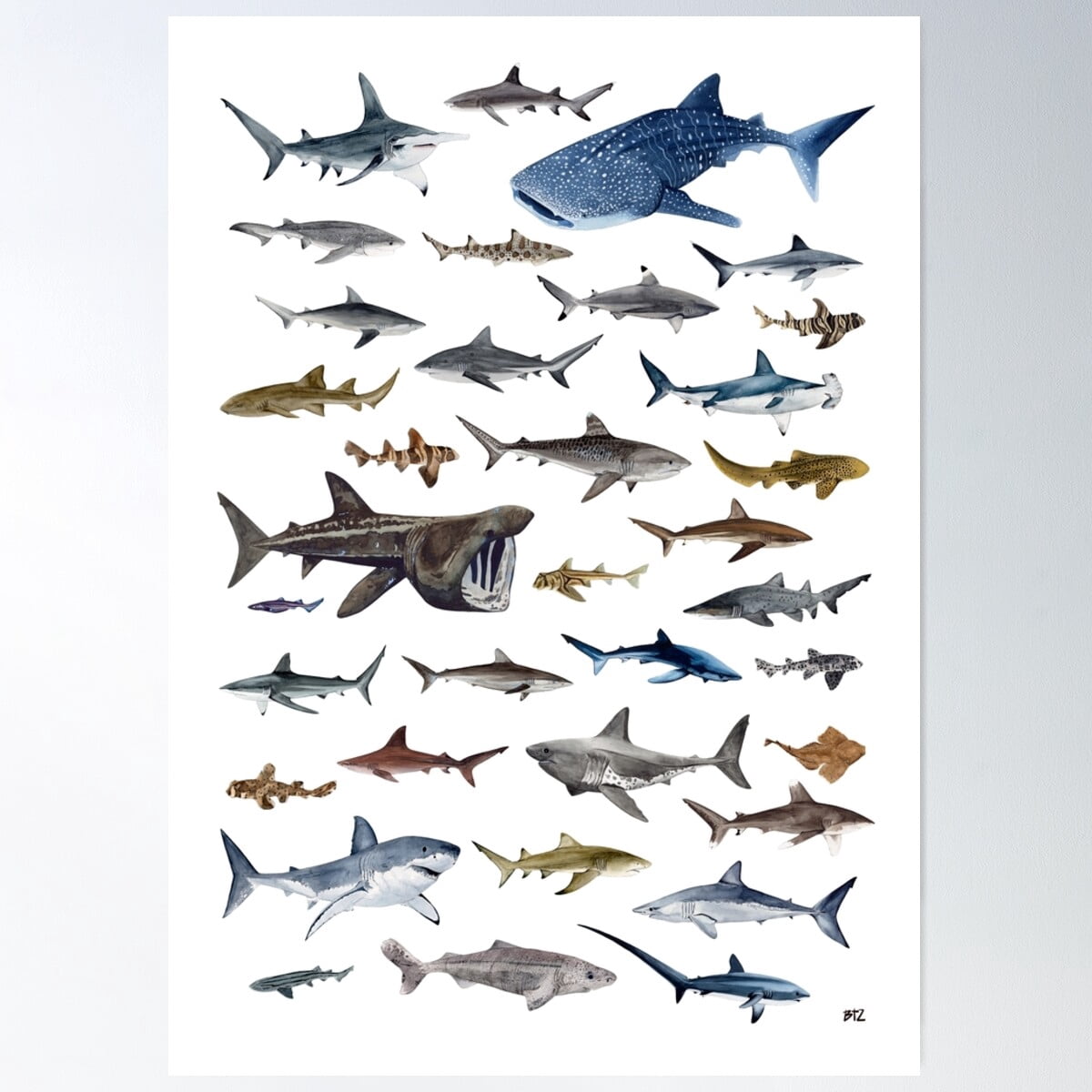 Sharks Poster-White Poster Wall Art, Modern Wall Decor For Living Room ...
