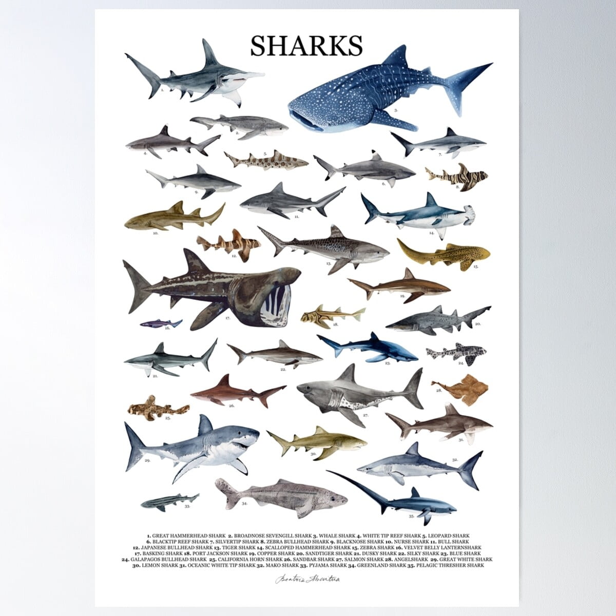 Sharks Poster With Names Poster Wall Art, Modern Wall Decor For Living ...