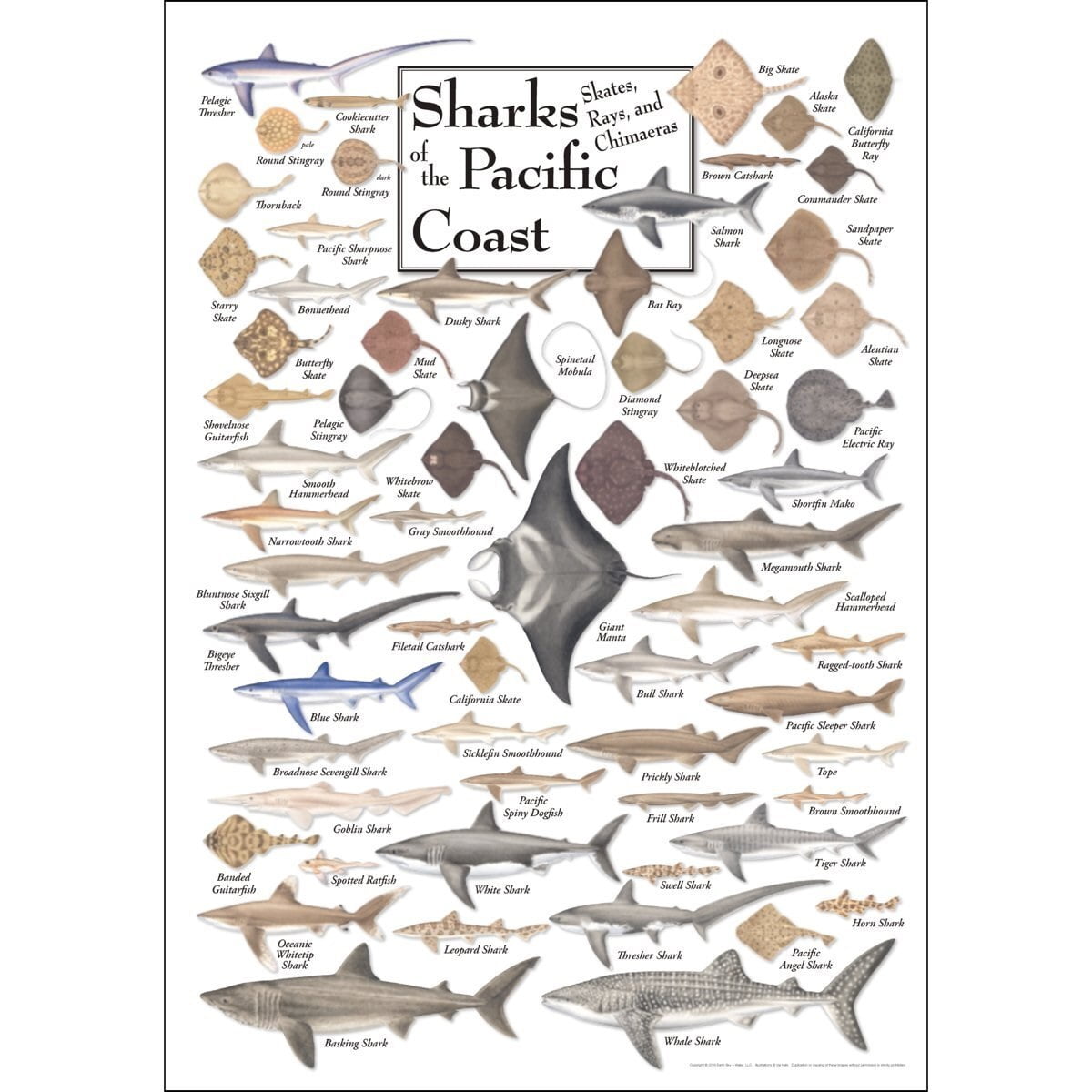 Sharks, Skates, Rays & Chimaeras of the Pacific Coast - Poster Student ...