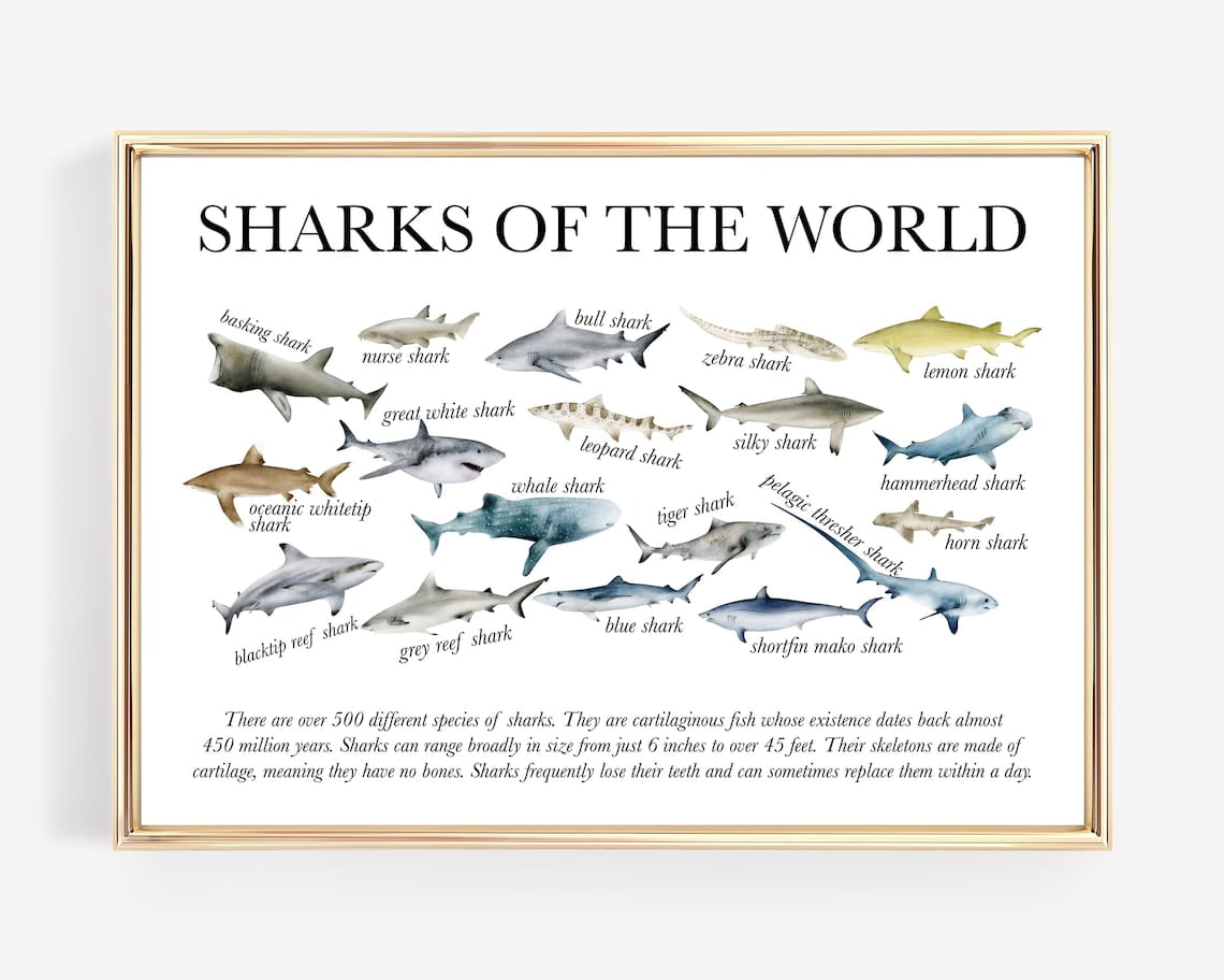 Sharks Wall Decor Nautical Nursery Decor Educational Poster Classroom ...