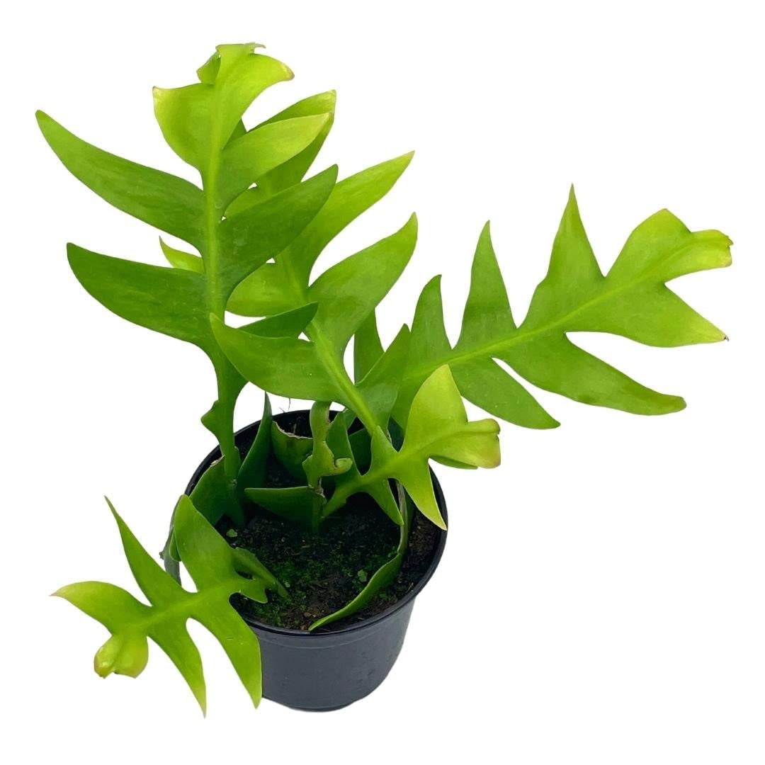 BubbleBlooms Sharktooth Fern, Selenicereus chrysocardium, in a 4 Inch ...