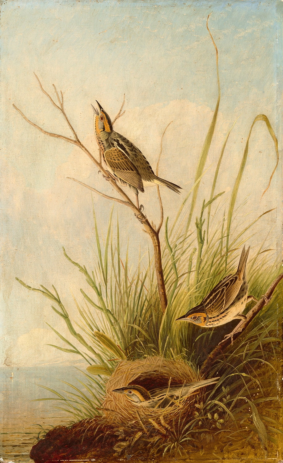 Sharp-Tailed Finch by Joseph Bartholomew Kidd - 12" x 18" Art Print ...