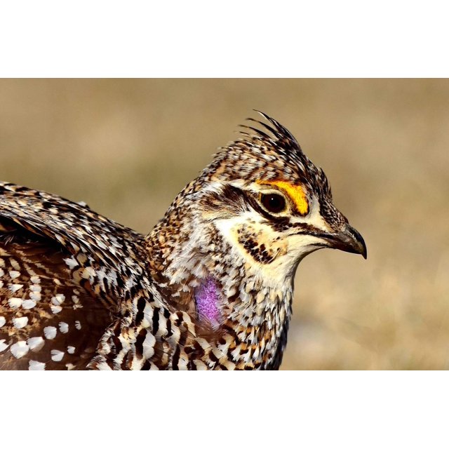 Sharp Tailed Grouse Alaskan Bird Glossy Poster Picture Photo Print ...