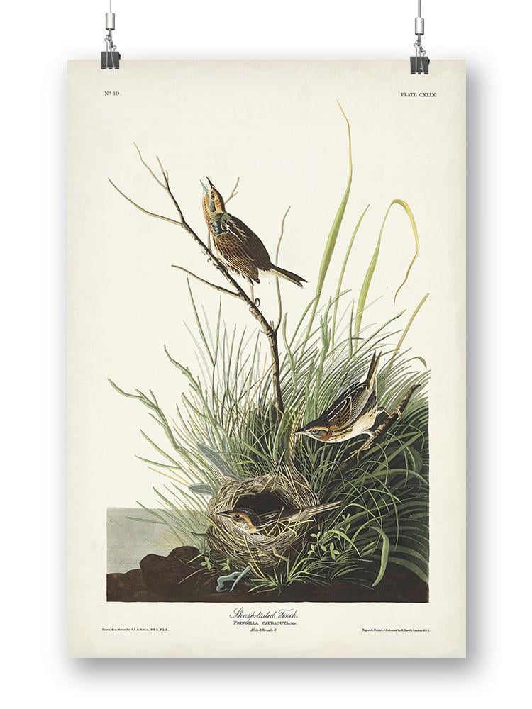 Sharp-tailed Finch Poster - John James Audubon Designs, - Walmart.com