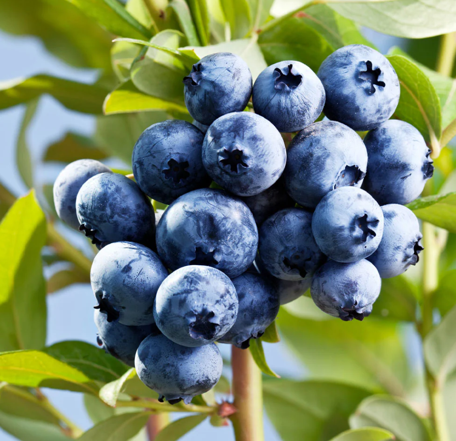 Sharpblue Blueberry Plant Live for Planting, Sweet Blueberry Bush Plant ...