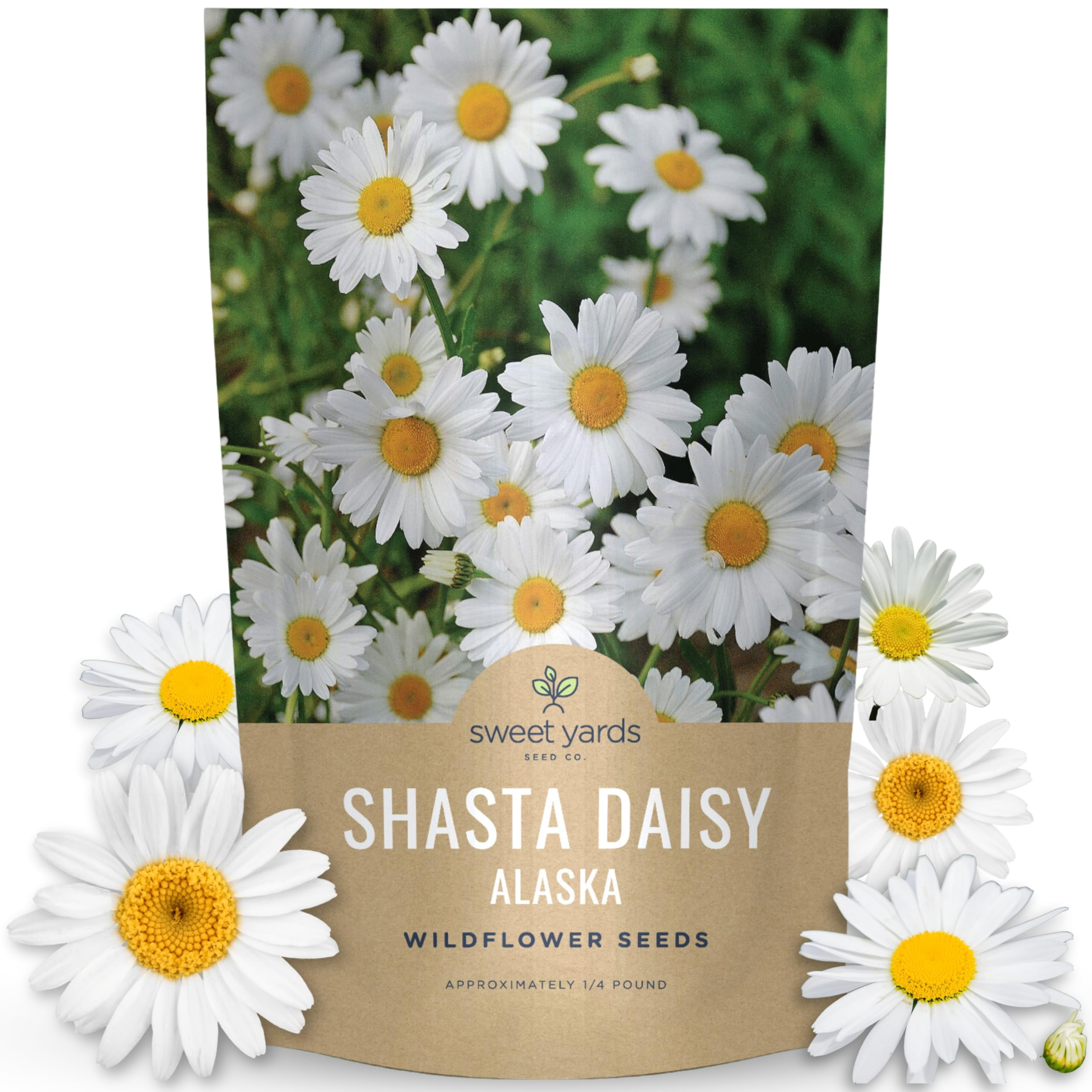 Shasta Daisy Alaska - Bulk 1/4 ITL1 Pound Pouch - 100,000 Flower Seeds ...