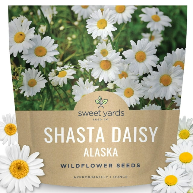 Shasta Daisy AlaskaITSC - Large 1 Ounce Packet - 20,000 Flower Seeds ...