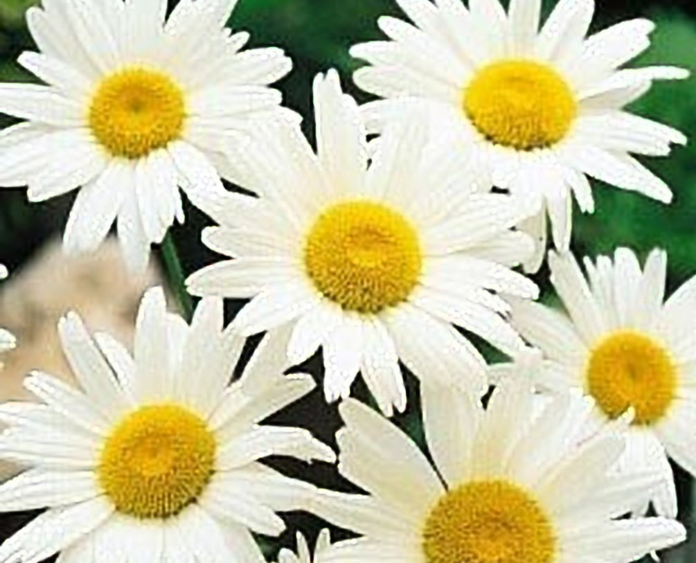 Shasta Daisy Alaska Nice Garden Flower Seeds (1/4 Lb Seeds) - Walmart.com