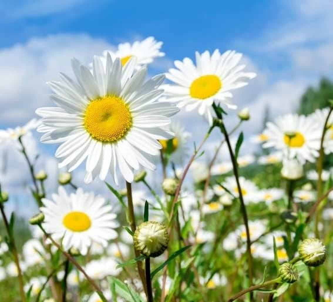 Shasta Daisy Plant – Classic White Blooms for Bright, Cheerful Gardens ...
