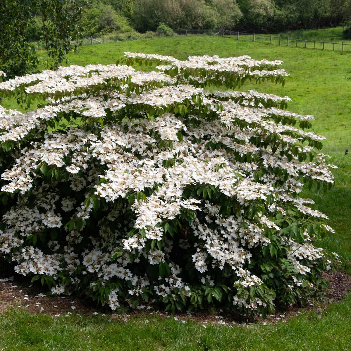 Shasta Viburnum Bare Root Deciduous Flowering Starter Shrub - Walmart.com