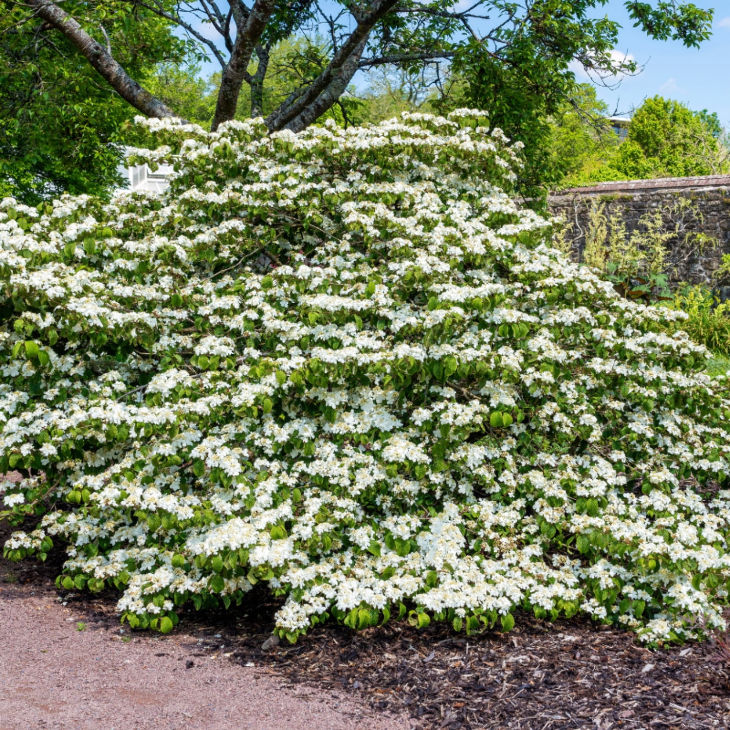 Shasta Viburnum, Doublefile Viburnum - 3 Gallon Pot - Walmart.com