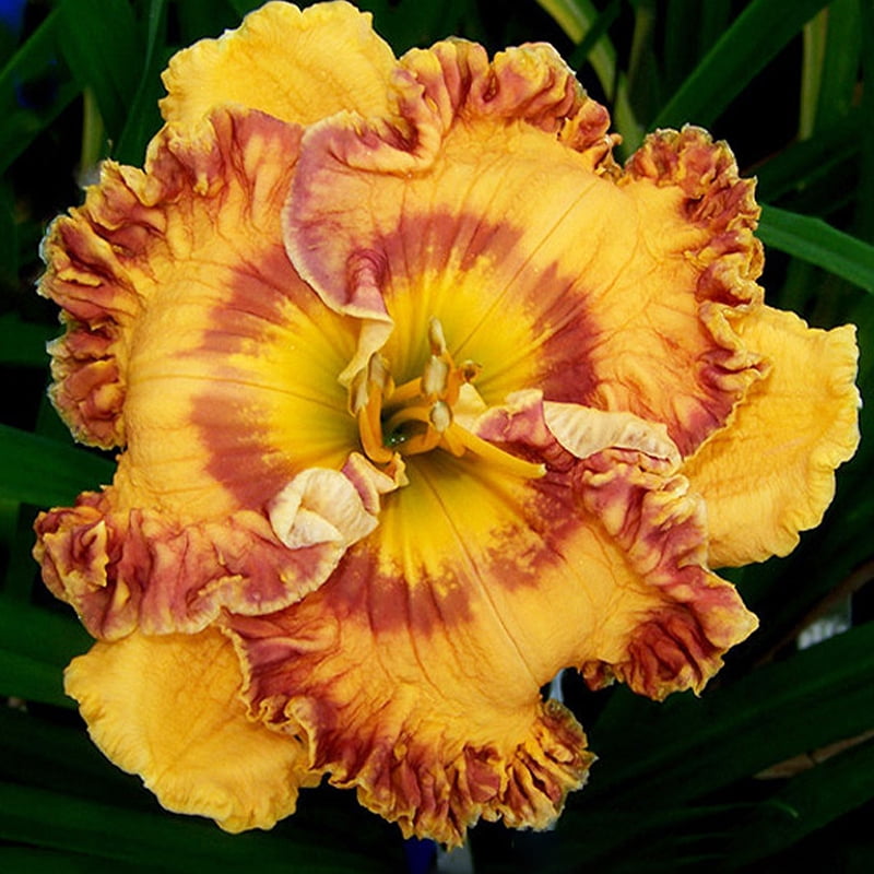 She Can Tango Reblooming Daylily Flower Bulb - Naturalizing ...