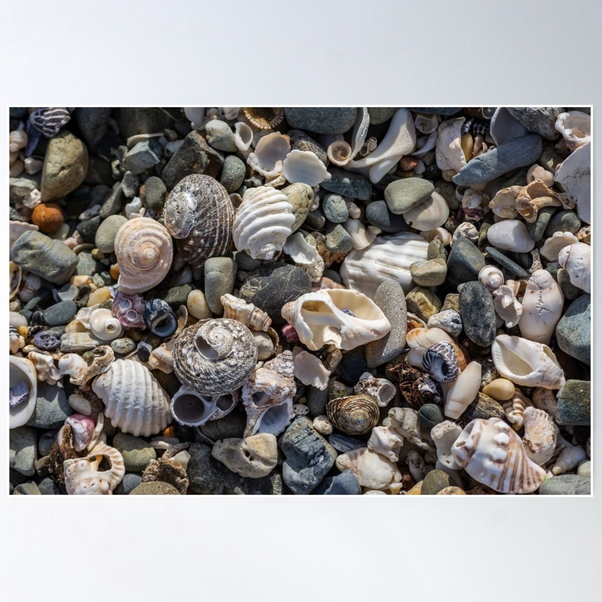 She Sells Sea Shells - Beach|Coast|Shore Poster Wall Art, Modern Wall ...