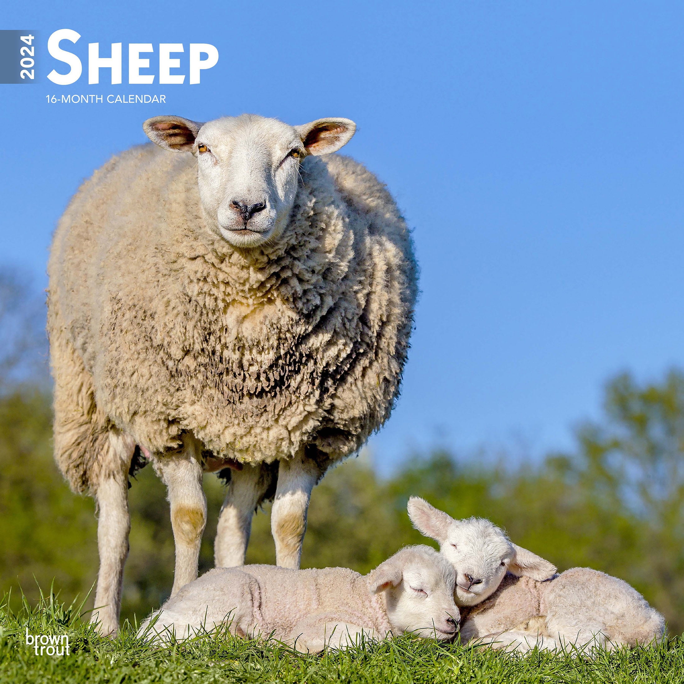 Sheep | 2024 12x24" (Hanging) Monthly Square Wall Calendar | BrownTrout ...
